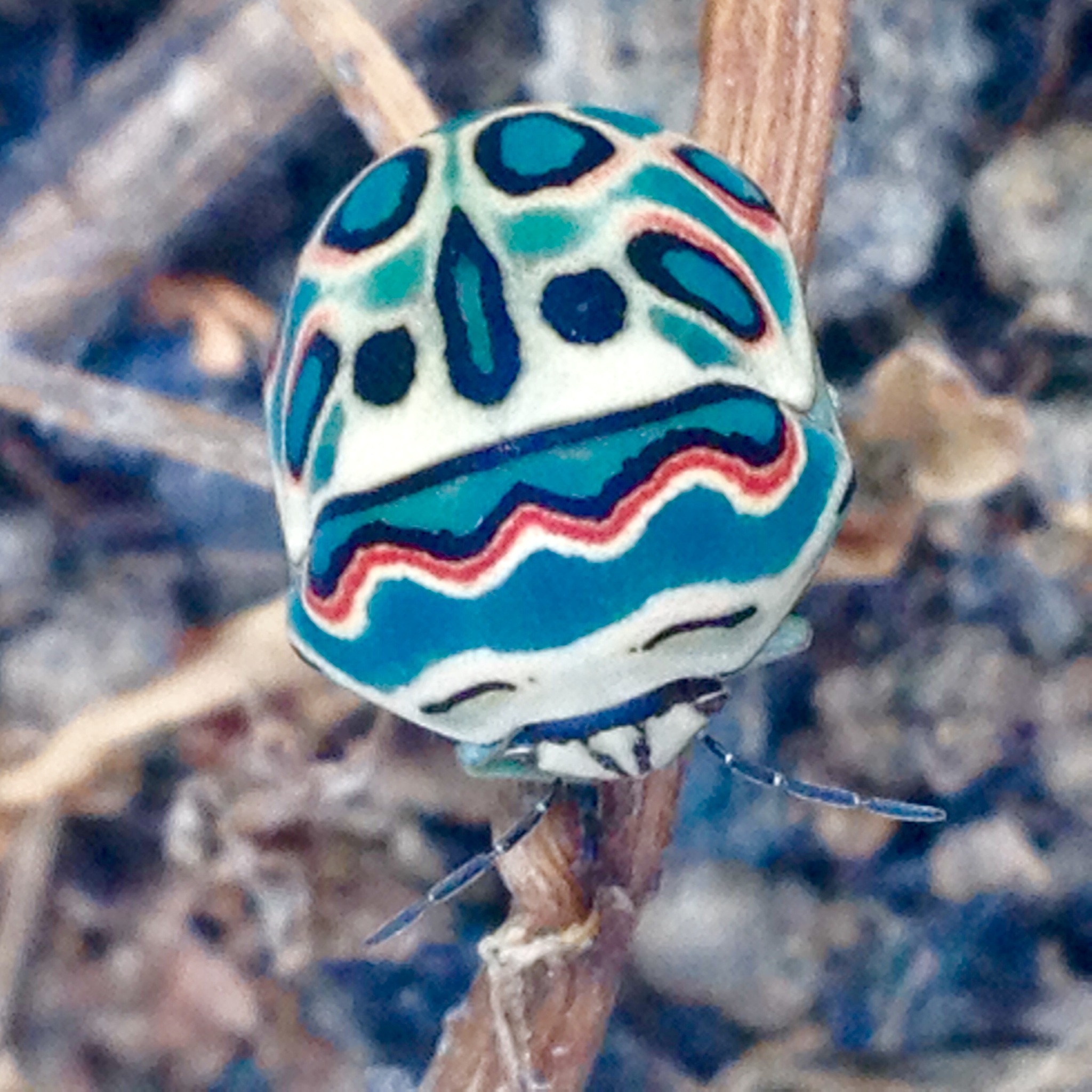 Sphaerocoris annulus
