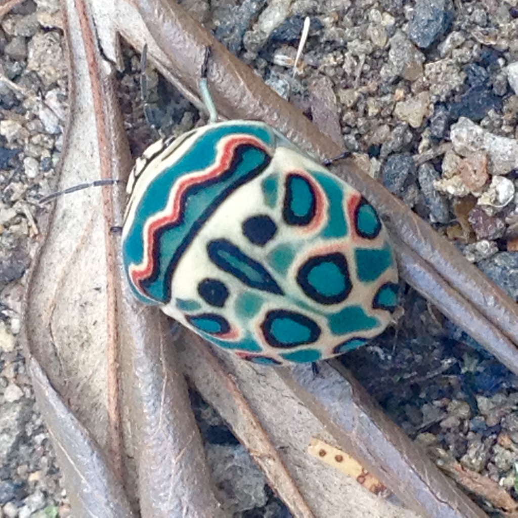 Picasso Bug from Iringa, Tanzania on June 18, 2019 by vwtz · iNaturalist