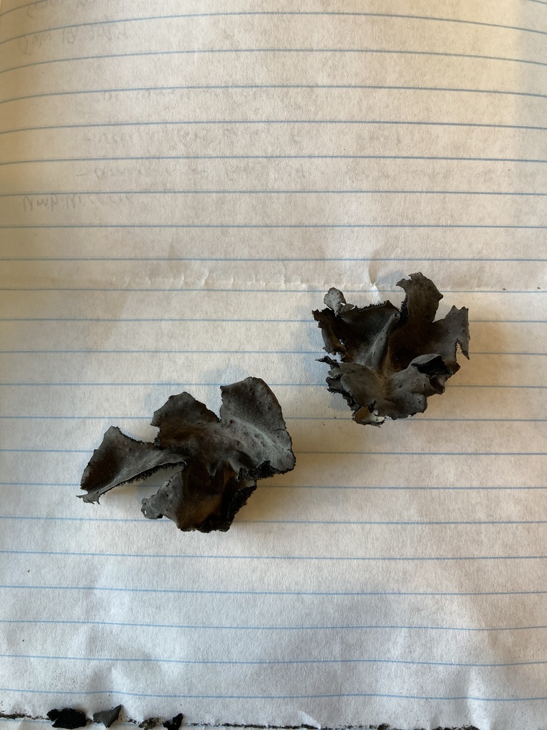 Frosted Rock Tripe from Boundary County, ID, USA on August 24, 2024 at ...