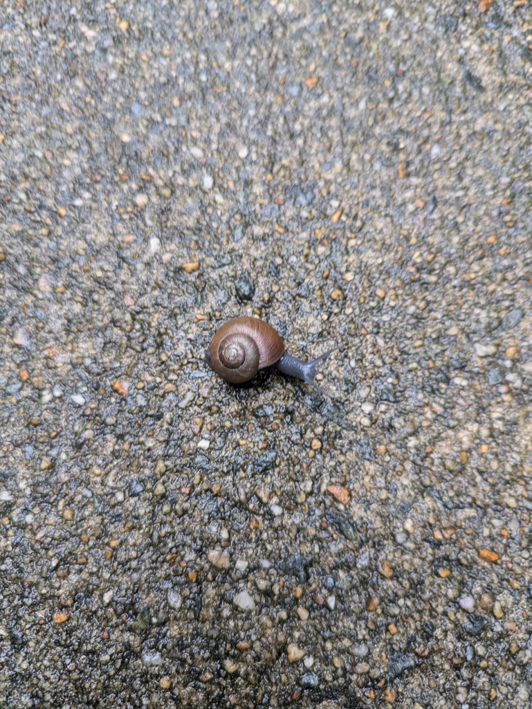 Common Land Snails and Slugs from Chapel Hill, NC 27514, USA on August ...