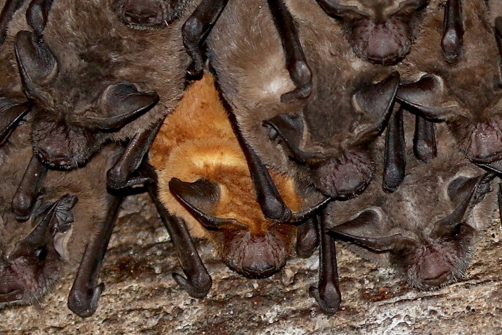 Mexican Free-tailed Bat from Weekes, Montserrat on April 22, 2018 at 05 ...