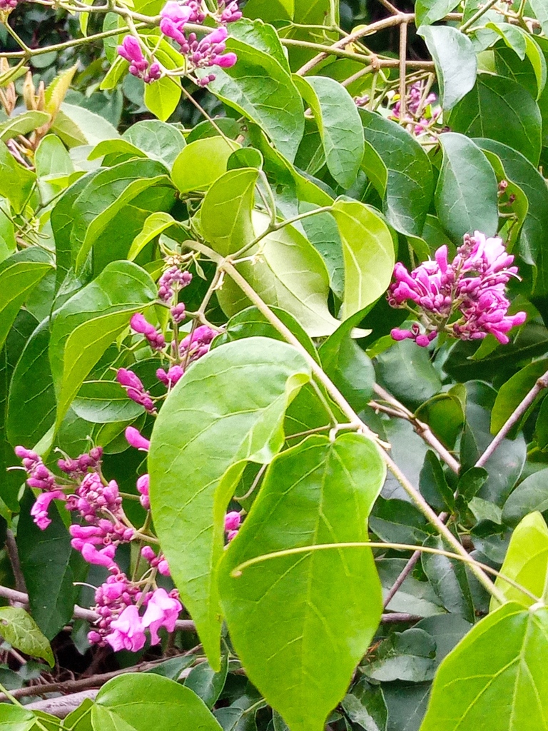 Fridericia desde Playa del Carmen, Q.R., México el 24 de agosto de 2024 ...
