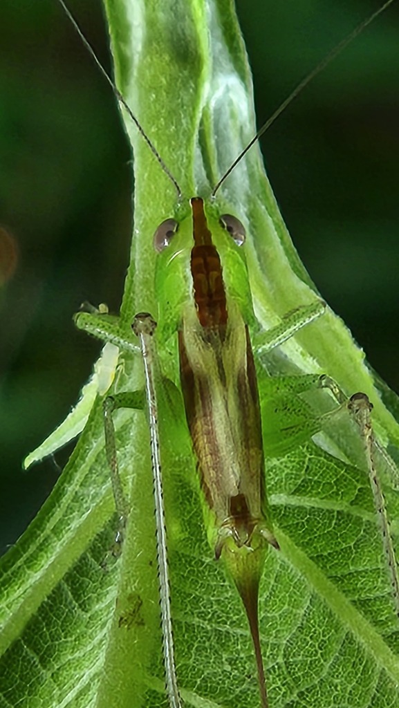 Short-winged Meadow Katydid from Fort Washington, MD, USA on August 25 ...