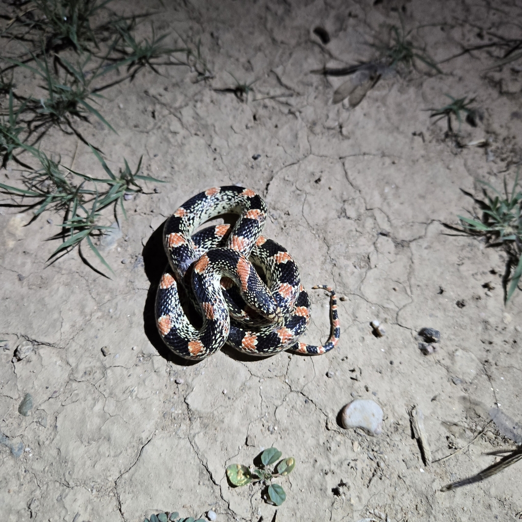 Long-nosed Snake from Picture Rocks, AZ, USA on August 16, 2024 at 09: ...