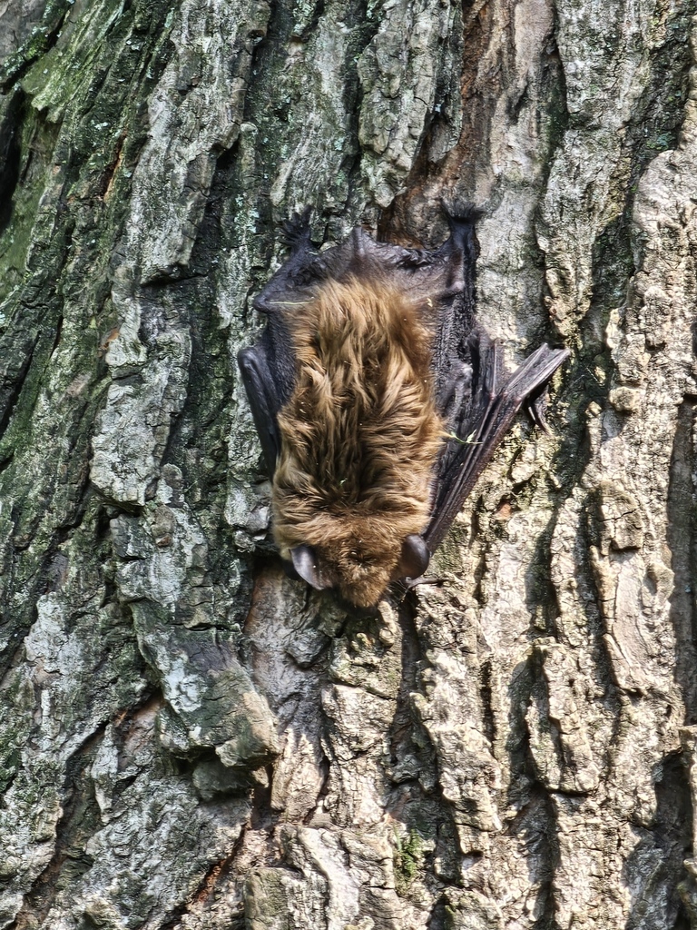 Eastern Small-footed Myotis in August 2024 by minitatou. Not sure if it ...