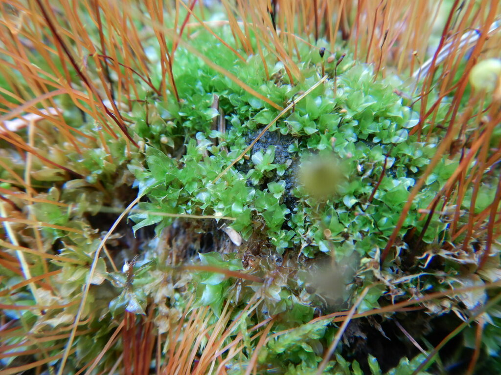 Yellow Moosedung Moss from Yukon, Canada on August 26, 2024 at 01:07 PM ...