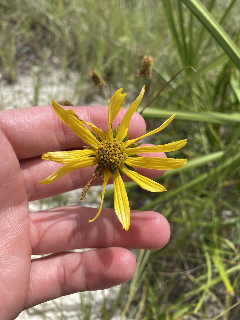 Florida false sunflower from Chassahowitzka Wildlife Management Area ...