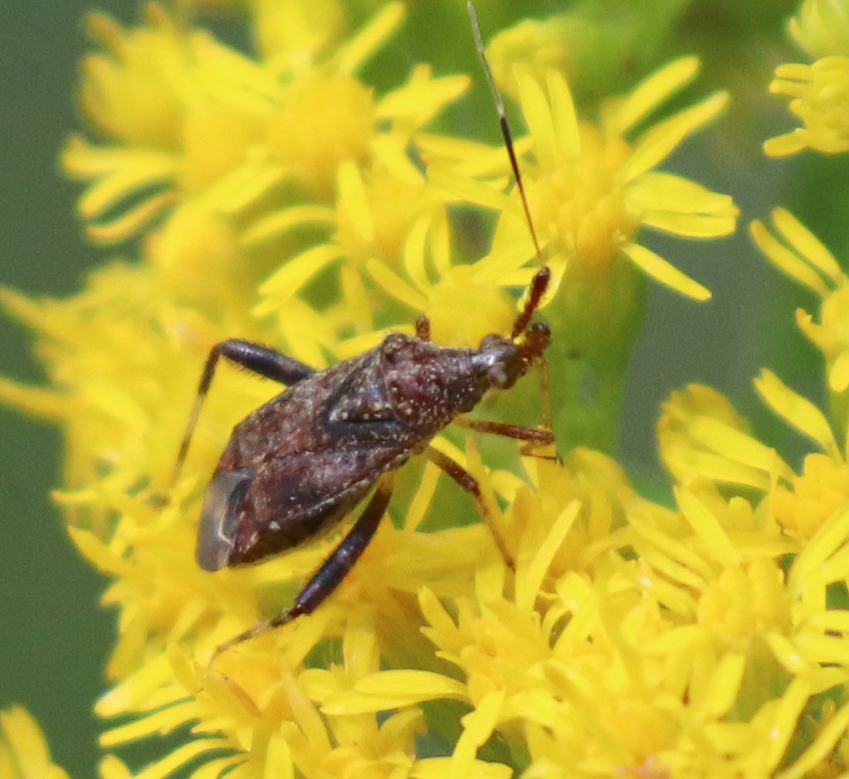 Clouded Plant Bug from Greenbrier, Charlottesville, VA, USA on August ...