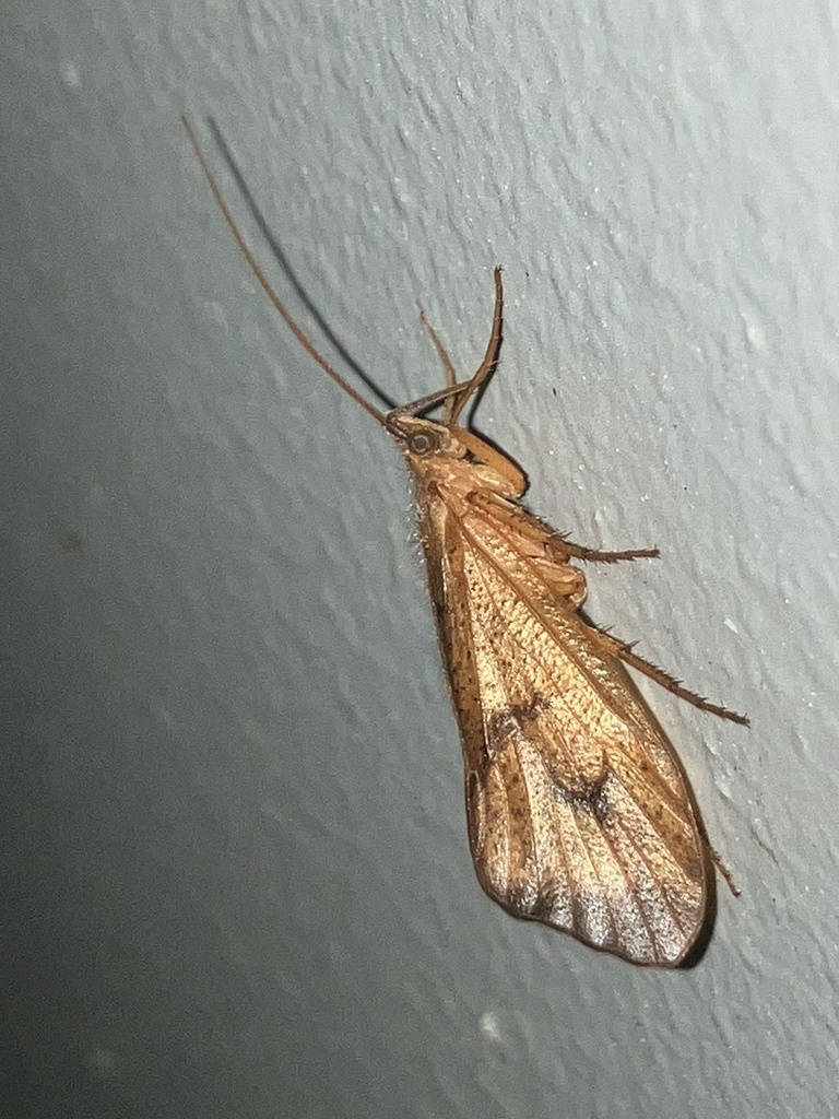 Pycnopsyche antica from Covington, MI, US on August 26, 2024 at 09:39 ...