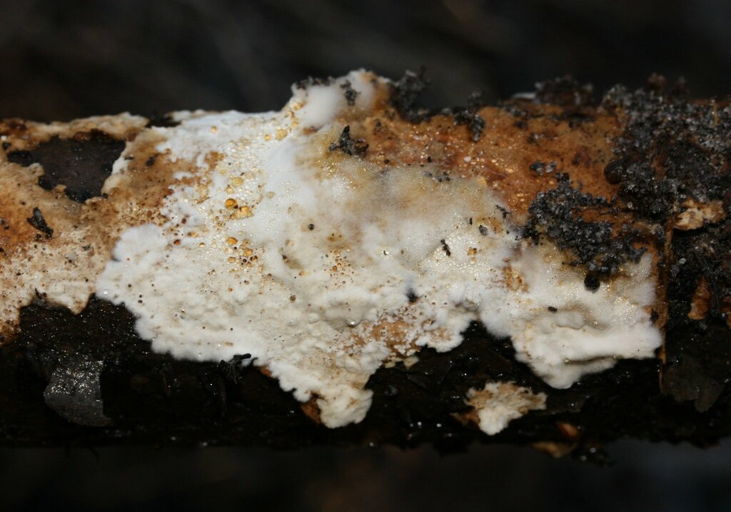 Fungi Including Lichens from Walmsley WA 6330, Australia on July 10 ...