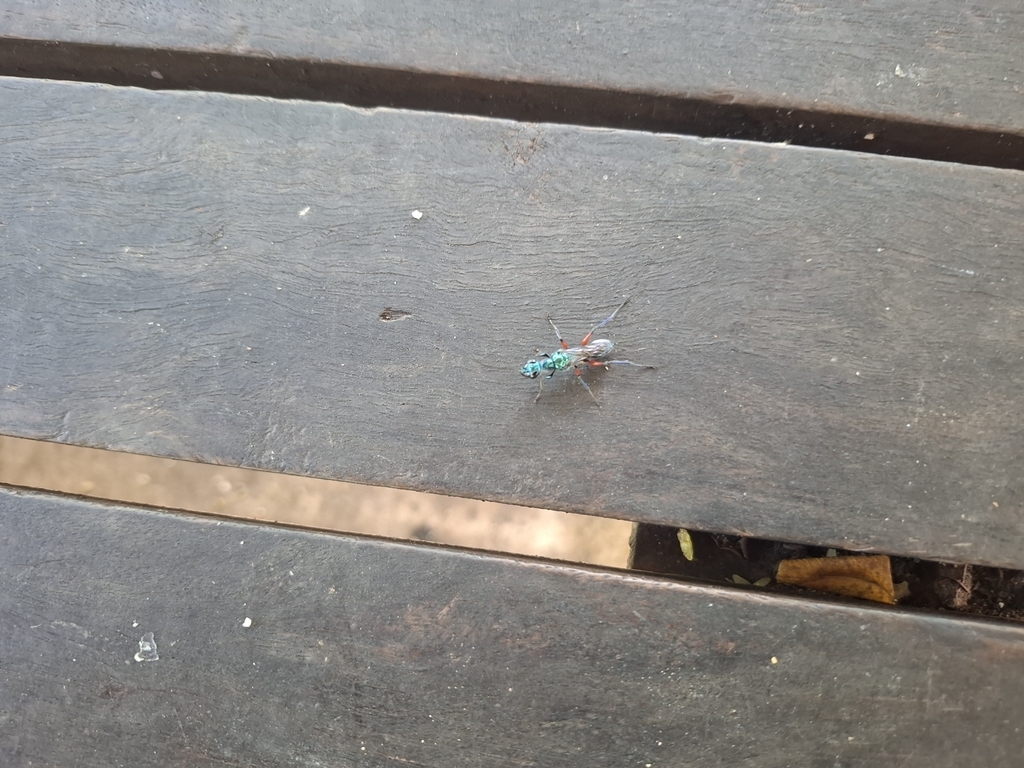 Emerald Cockroach Wasp from WV65+WX8 South East Bench, Colombo 00700 ...