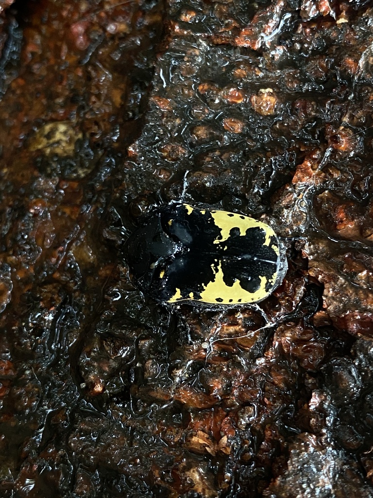Harlequin Flower Beetle from Privada Acacias, Tres de Mayo, Mor., MX on ...