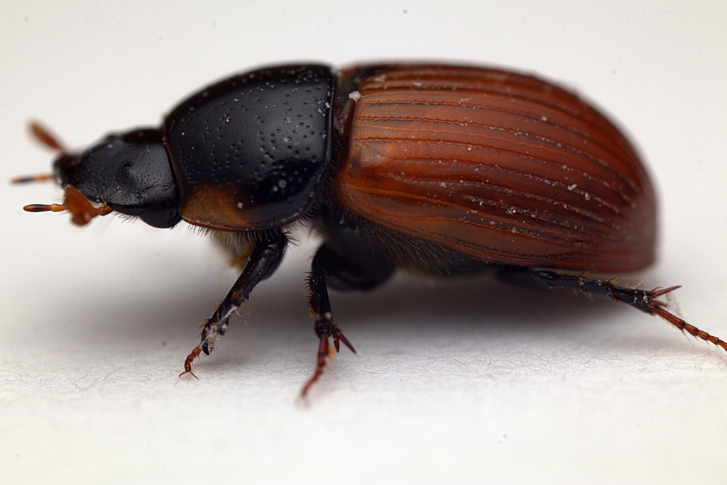 European Dung Beetle from Ruawai, New Zealand on August 22, 2024 at 02: ...