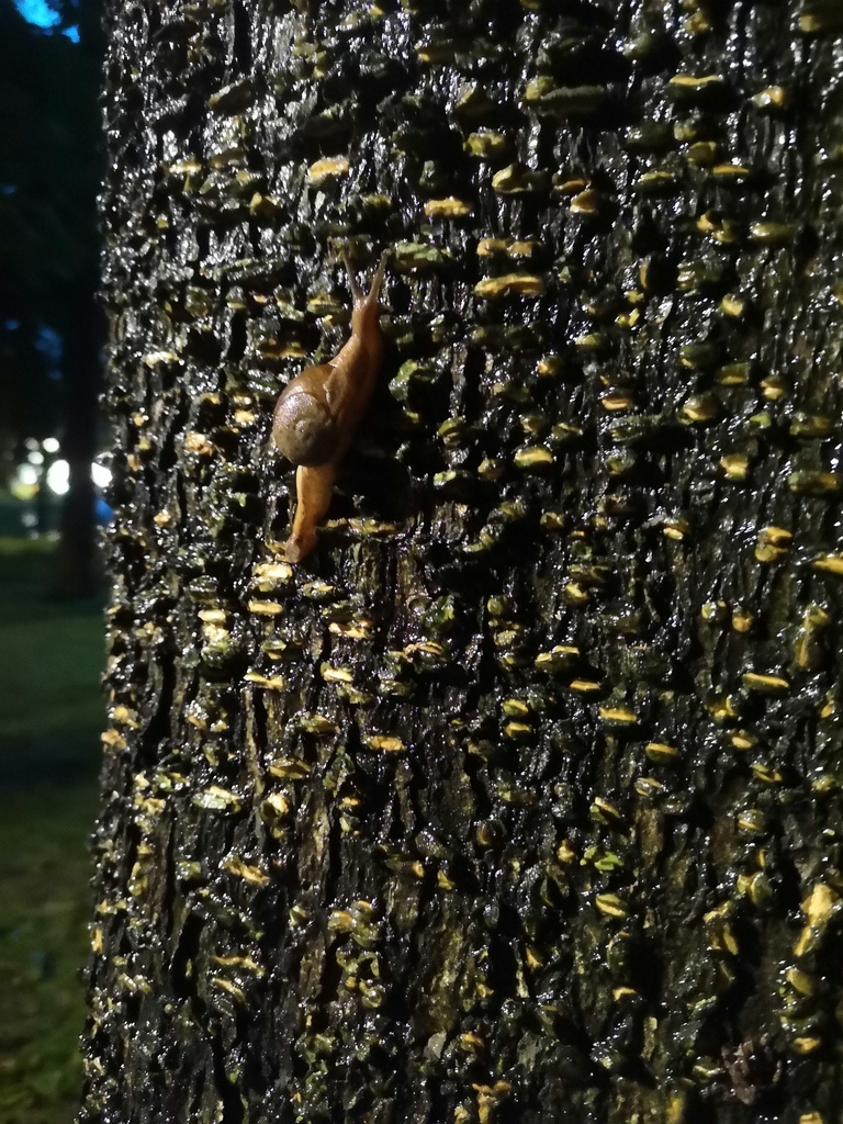 Arboreal Snail from 中国广州市海珠区海珠湖公园 on August 22, 2024 at 07:06 PM by ...
