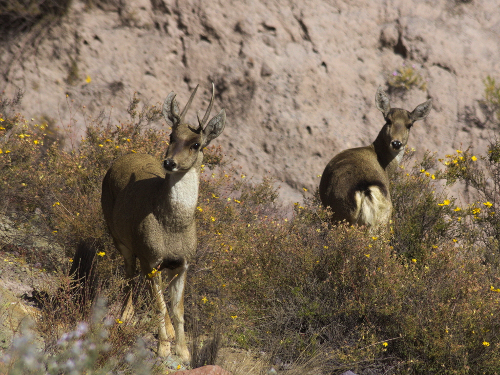 Taruca (Hippocamelus antisensis) - Know Your Mammals