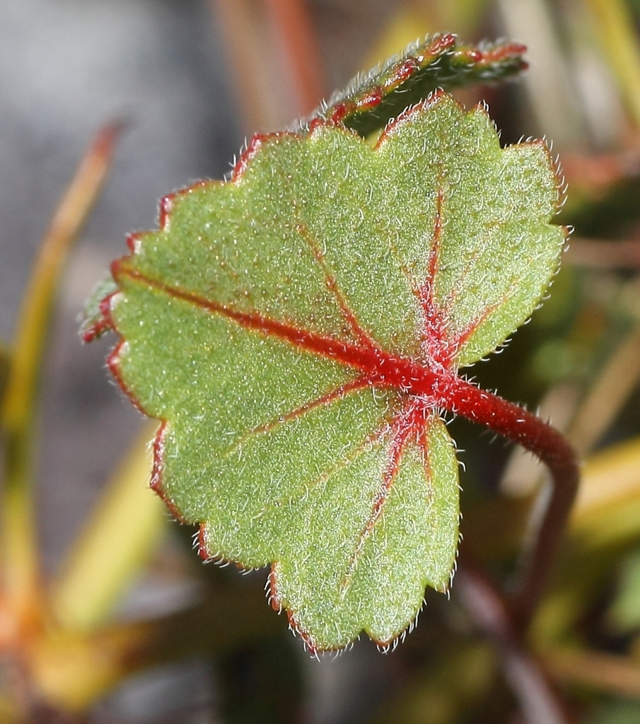 bristle-leaf pelargonium in September 2016 by Marion Maclean · iNaturalist