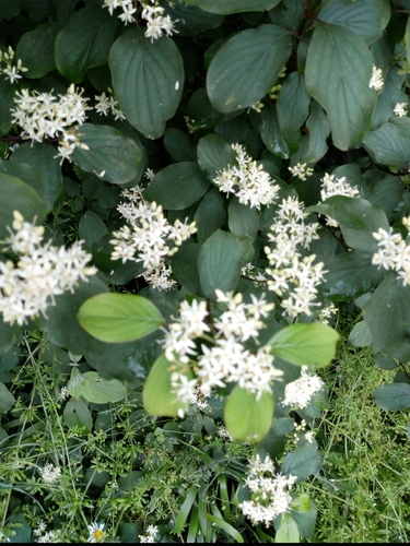 Observations by mdawe · iNaturalist