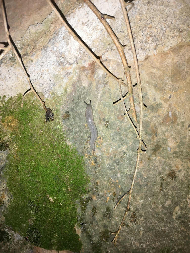 Chinese Slug from 中国武汉市武昌区蛇山 on August 18, 2024 at 08:12 PM by aster ...