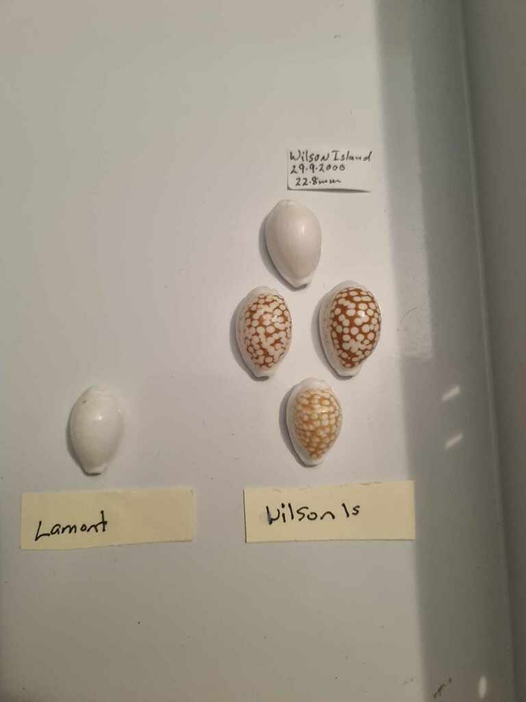 Cribrarula melwardi from Wilson Island, Queensland, Australia on August ...