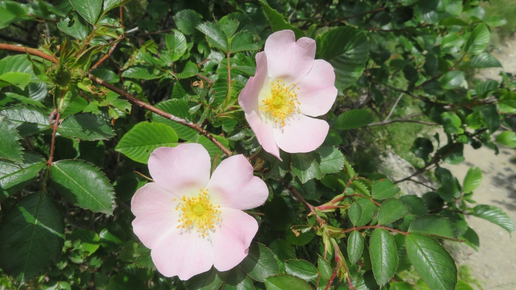Dog-rose from 26340 La Chaudière, France on June 18, 2019 at 02:34 PM ...