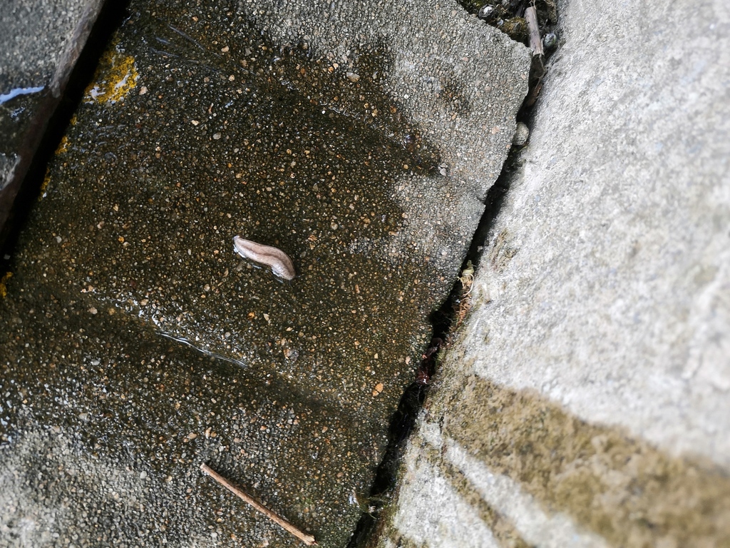 Chinese Slug from 武汉龟山 on August 17, 2024 at 03:49 PM by aster_charles ...