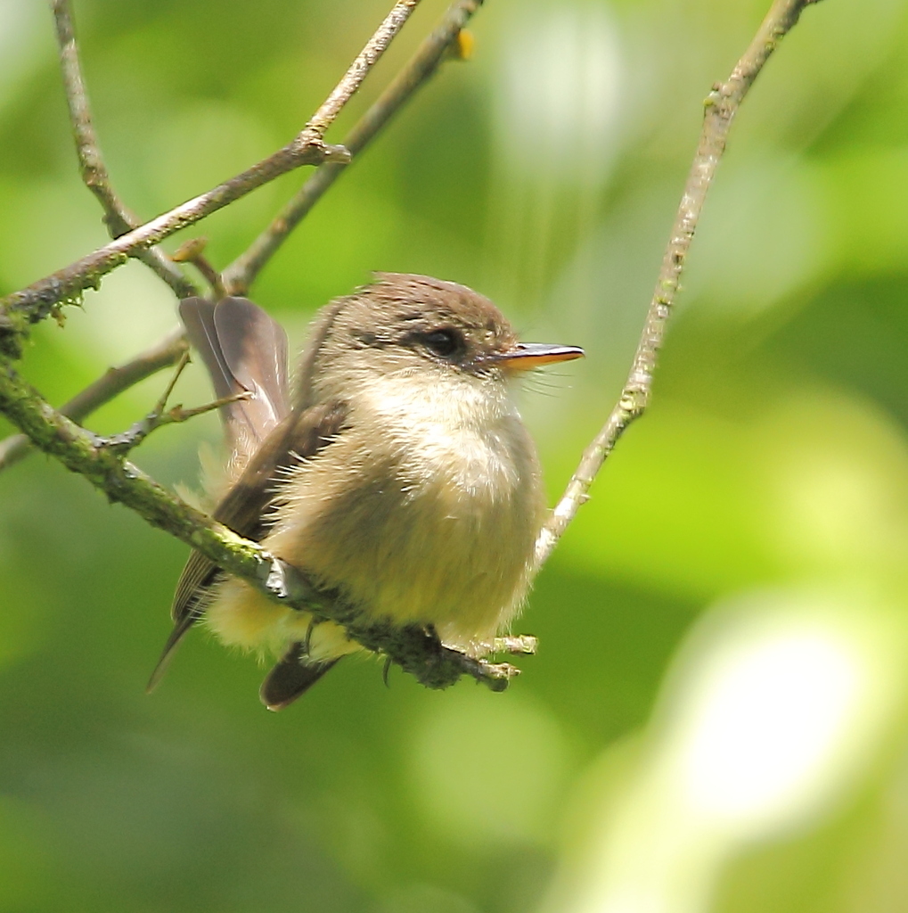 Lesser Antillean Pewee (Flycatchers of the US) · iNaturalist