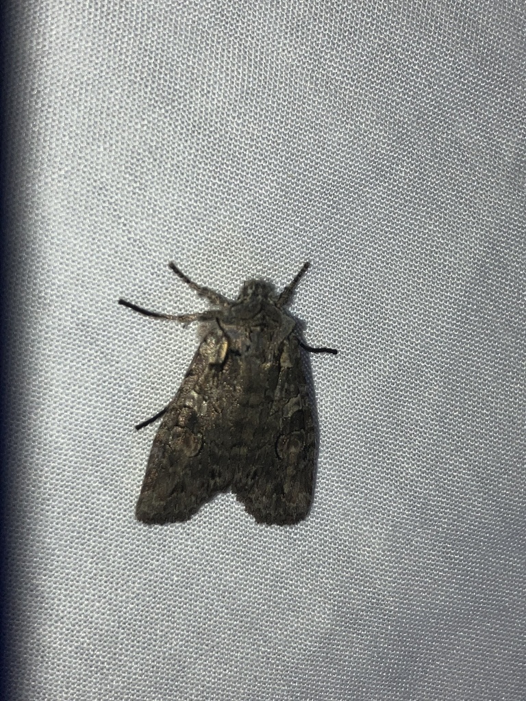 Bailey's Pinion Moth from Covington, MI, US on August 26, 2024 at 11:38 ...