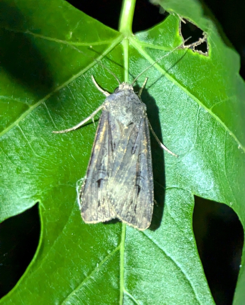 Ipsilon Dart Moth in August 2024 by DRG · iNaturalist