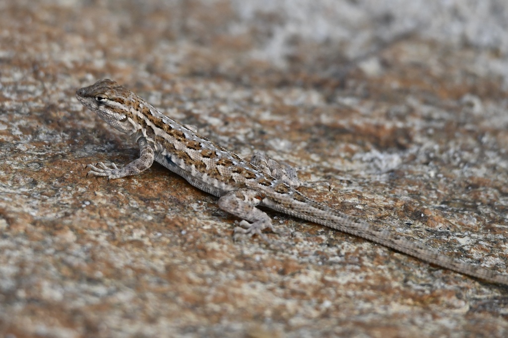 Common Side-blotched Lizard from Coronado National Forest, Tucson, AZ ...