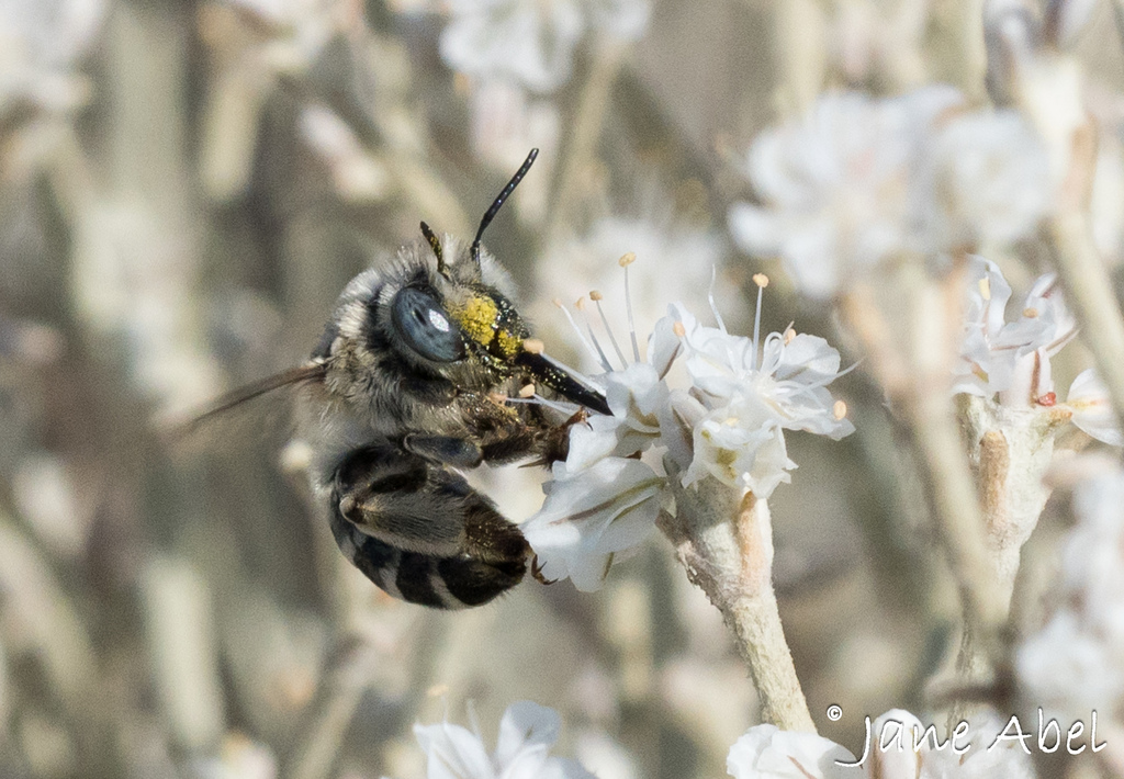Common Digger Bees from Richland, WA, USA on August 25, 2024 at 02:27 ...