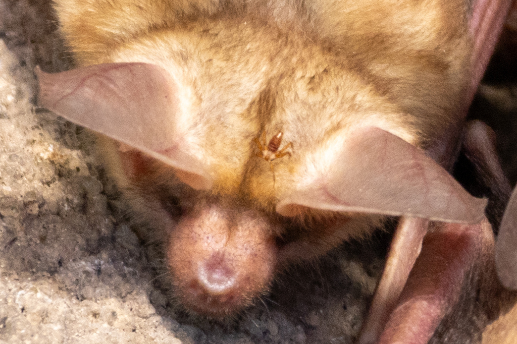 Nycteribiid bat flies from El Portal, CA, USA on August 16, 2024 at 06: ...