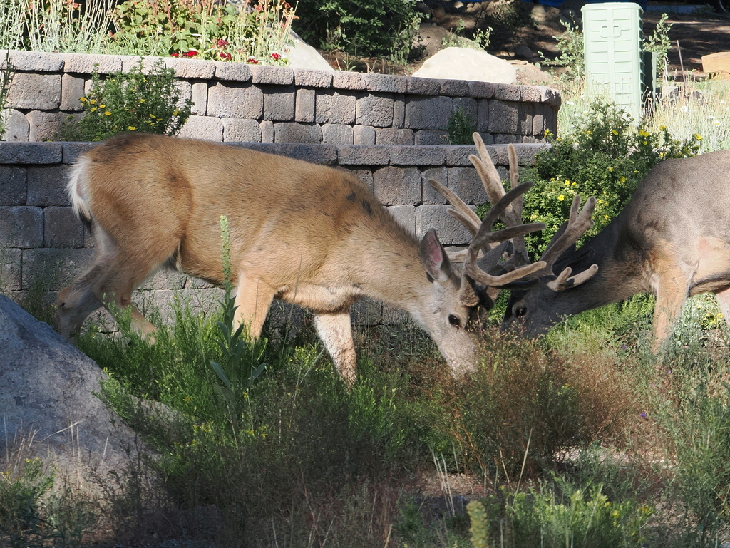 Mule Deer from Mammoth Lakes, CA 93546, USA on August 25, 2024 at 08:16 ...
