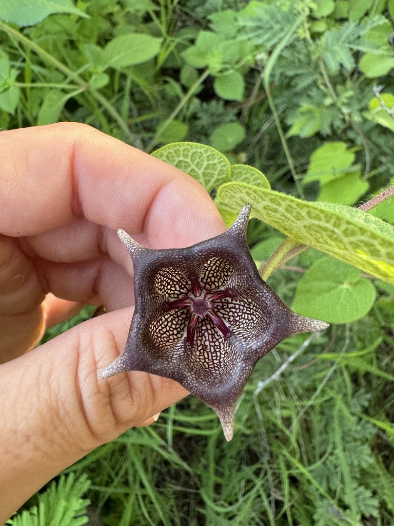 Dictyanthus reticulatus from Oaxaca de Juárez, Oax., MX on August 26 ...