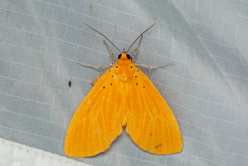 Asota egens from Lore Lindu Nasional Park, Sedoa,Sulawesi Tengah ...