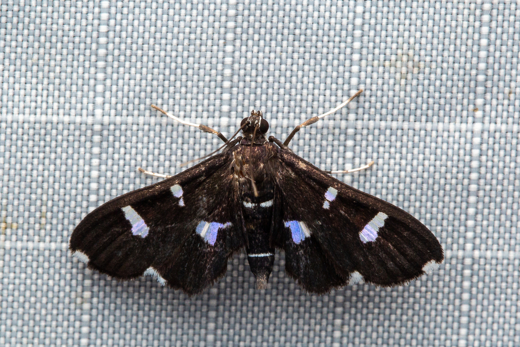 Nomophilini from Lore Lindu Nasional Park, Sedoa,Sulawesi Tengah ...