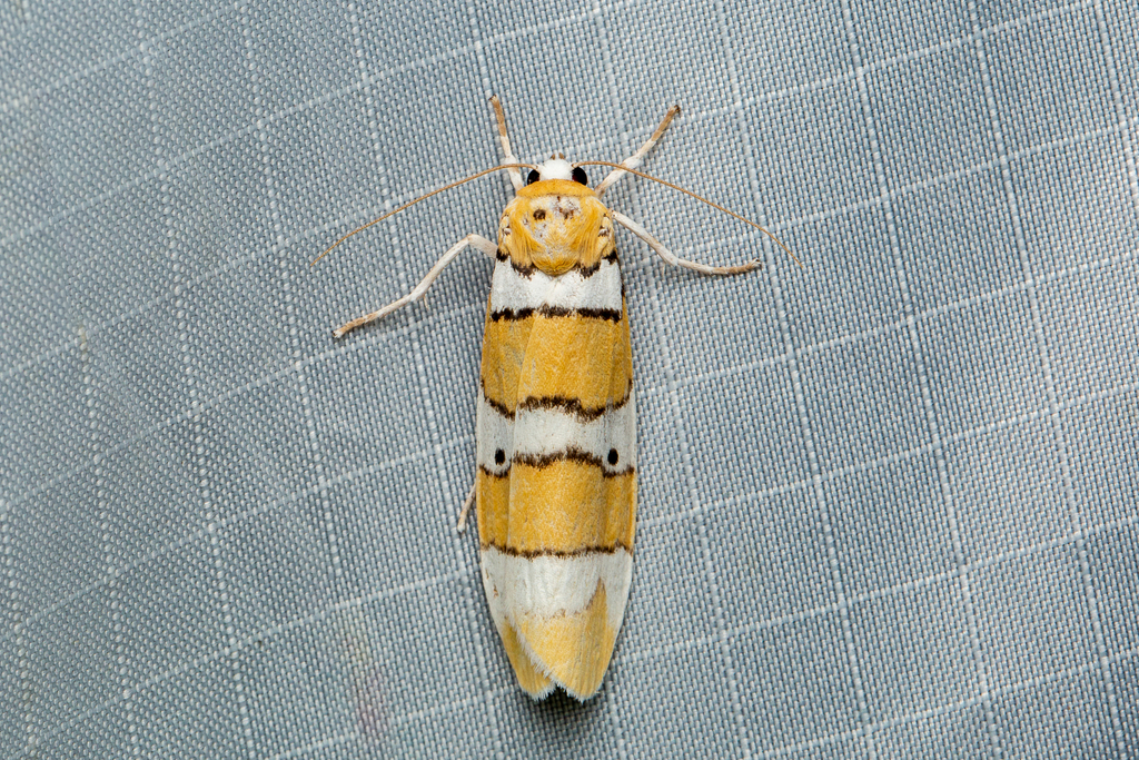 Cyana boetonensis from Lore Lindu Nasional Park, Sedoa,Sulawesi Tengah ...