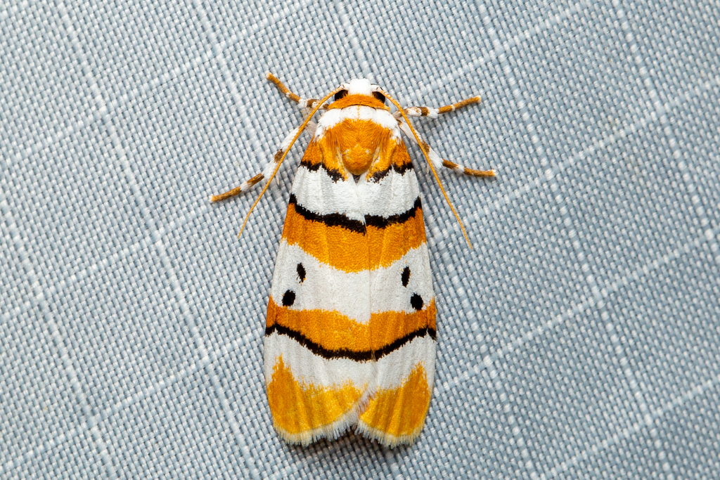 Cyana from Lore Lindu Nasional Park, Sedoa,Sulawesi Tengah, Indonesia ...