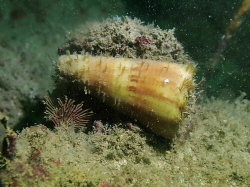 Conus recluzianus · iNaturalist Ecuador