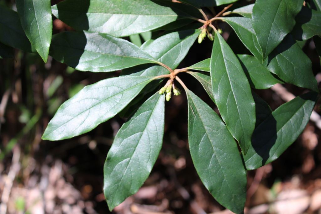 Rough-fruited Pittosporum from Second Ridge Road Trail Smiths Lake NSW 2428, Australia on August ...