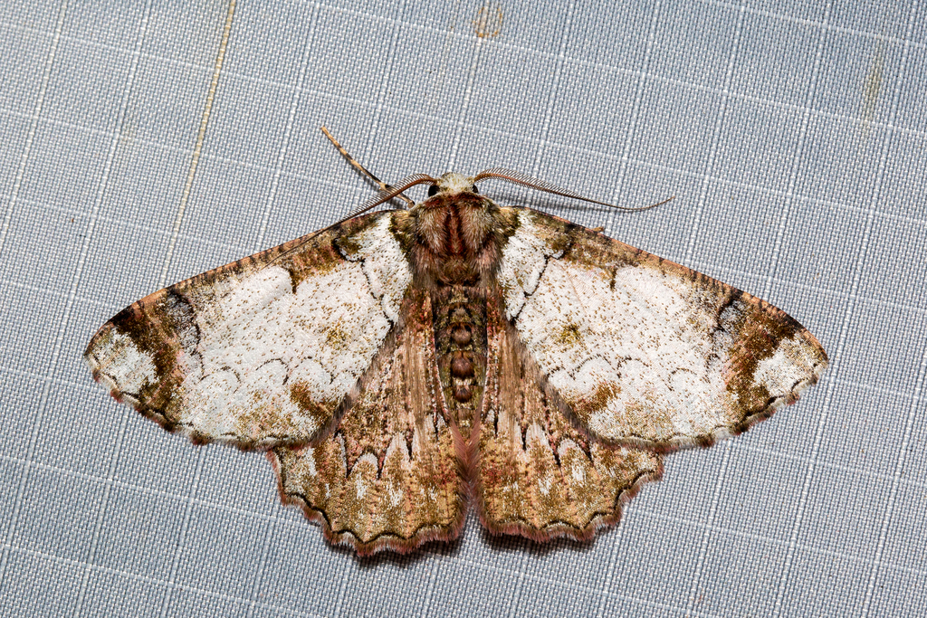 Lophophelma from Lore Lindu Nasional Park, Sedoa,Sulawesi Tengah ...