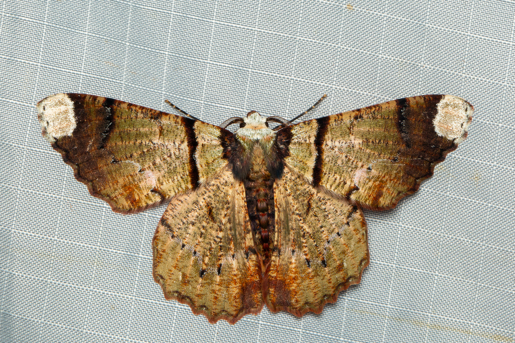 Lophophelma albapex from Lore Lindu Nasional Park, Sedoa,Sulawesi ...