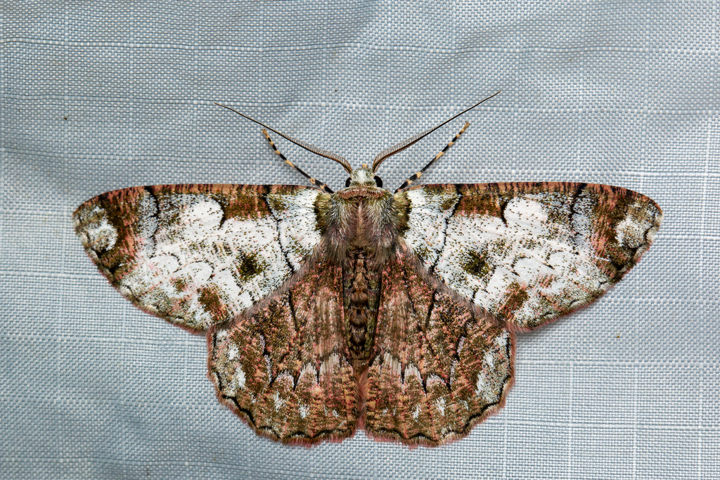 Lophophelma from Lore Lindu Nasional Park, Sedoa,Sulawesi Tengah ...