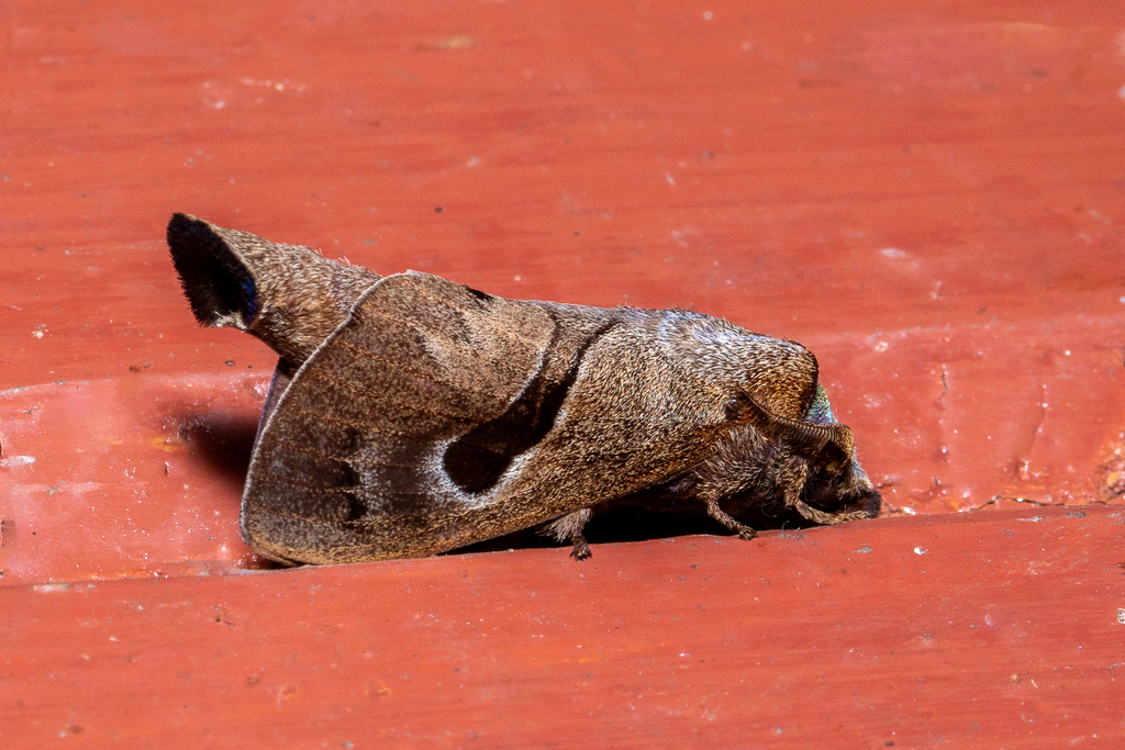 Paralebeda from Lore Lindu Nasional Park, Sedoa,Sulawesi Tengah ...