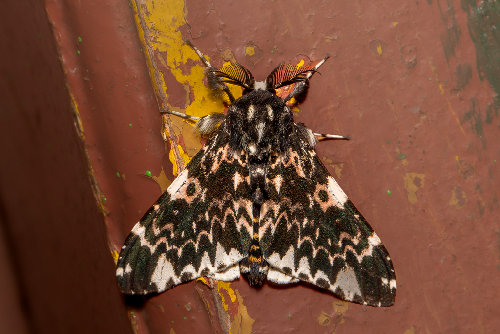 Lymantria chroma from Lore Lindu Nasional Park, Sedoa,Sulawesi Tengah ...