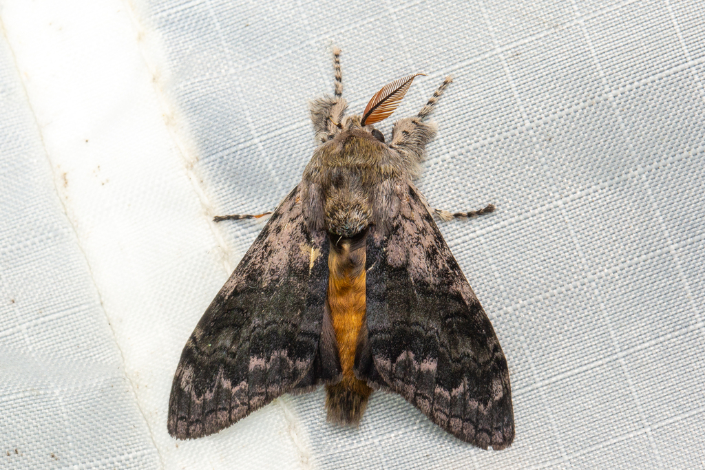 Calliteara pudibunda from Lore Lindu Nasional Park, Sedoa,Sulawesi ...