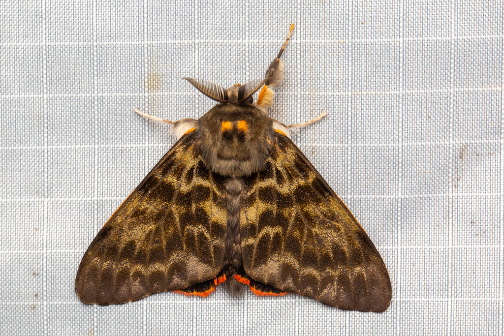 Lymantria hausmanni from Lore Lindu Nasional Park, Sedoa,Sulawesi ...