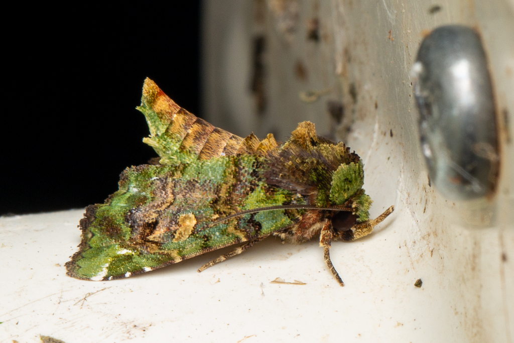 Euteliinae from Lore Lindu Nasional Park, Sedoa,Sulawesi Tengah ...