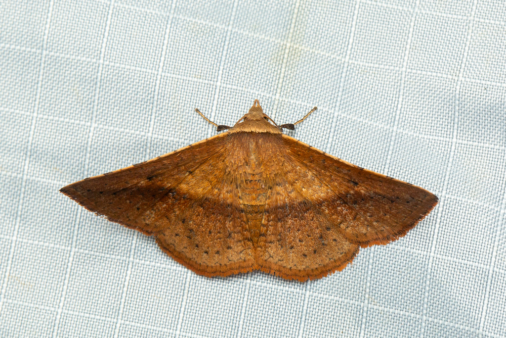 Window-winged Moths from Lore Lindu Nasional Park, Sedoa,Sulawesi ...