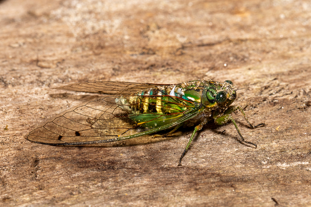 Dilobopyga from Lore Lindu Nasional Park, Sedoa,Sulawesi Tengah ...