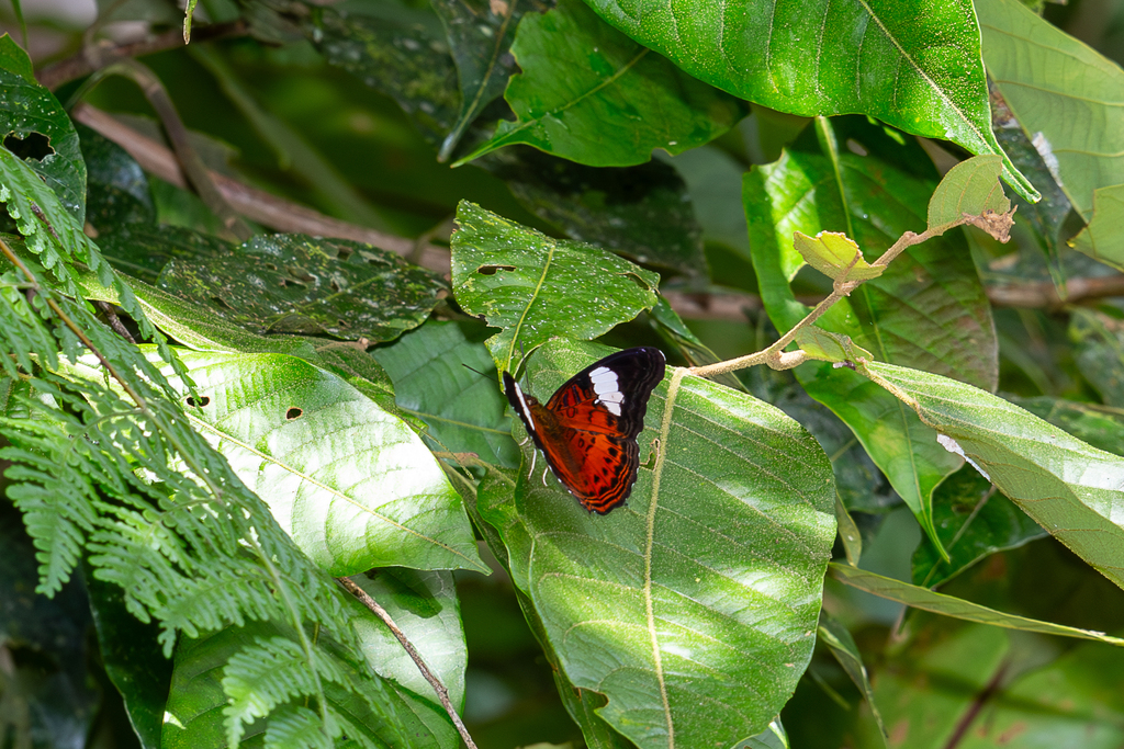 Lamasia lyncides from Lore Lindu Nasional Park, Sedoa,Sulawesi Tengah ...